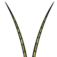 Mantis Mutations | OviExtra: OviPets Fansite